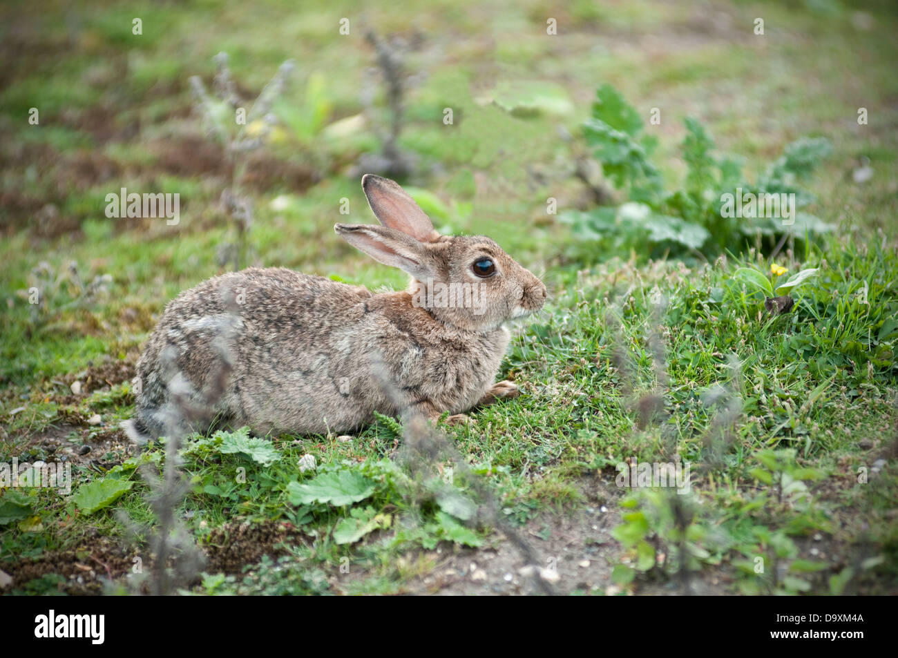 Wasteland weeds hi-res stock photography and images - Alamy