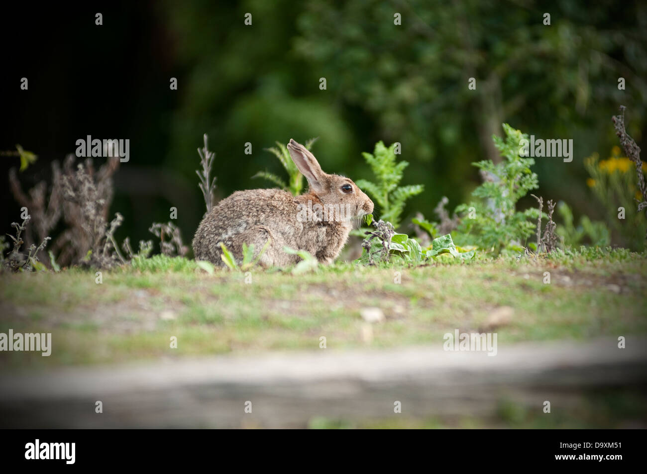 Rabbit crouching hi-res stock photography and images - Alamy