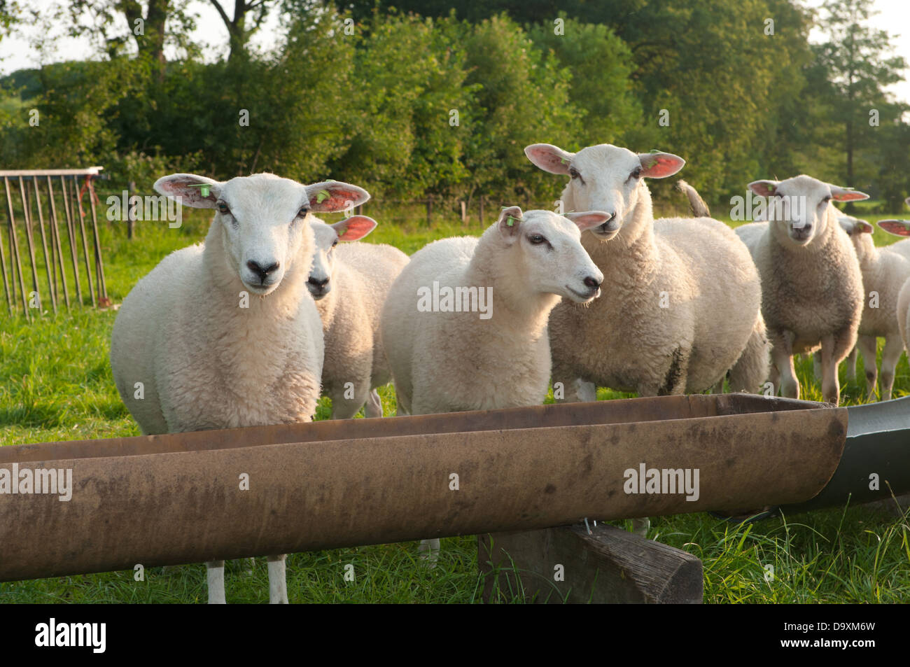 Sheep hooves hi-res stock photography and images - Alamy