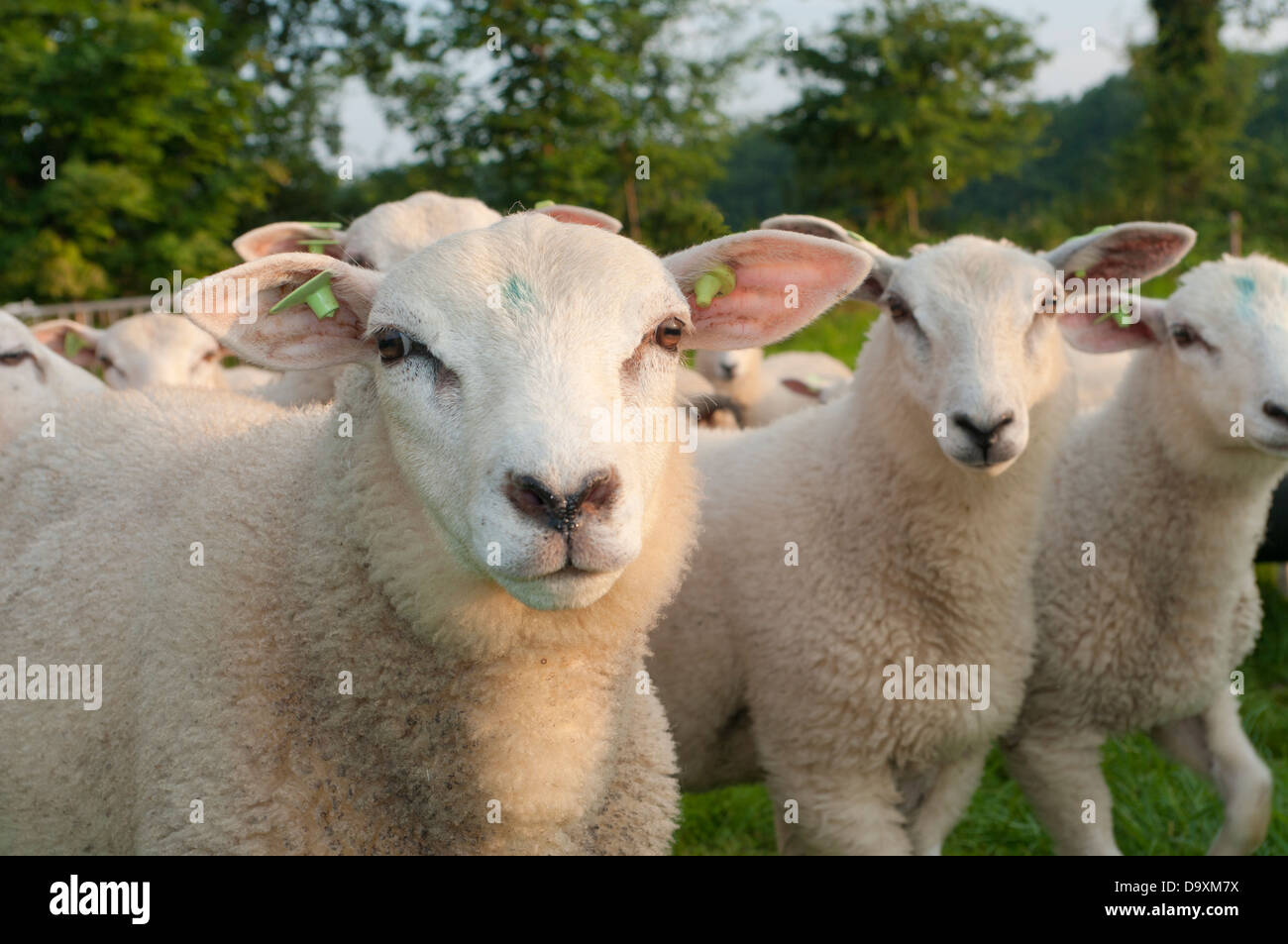 Sheep hooves hi-res stock photography and images - Alamy