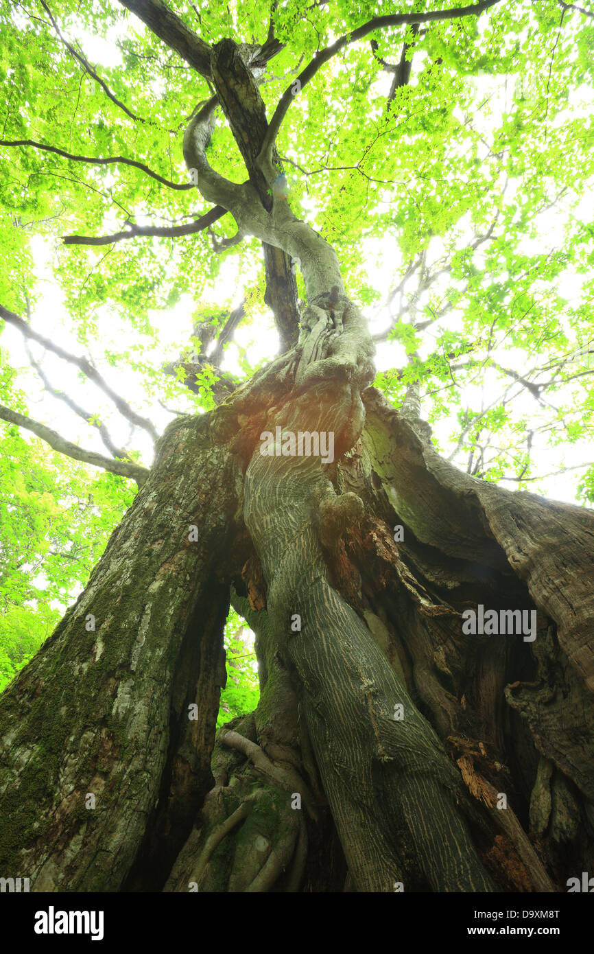 Primeval forest of Chestnut tree, Gunma, Japan Stock Photo - Alamy