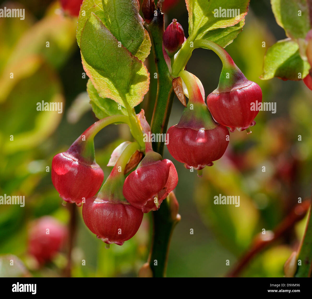 Bilberry - Vaccinium myrtillus Also known as Blaeberry or Whortleberry ...