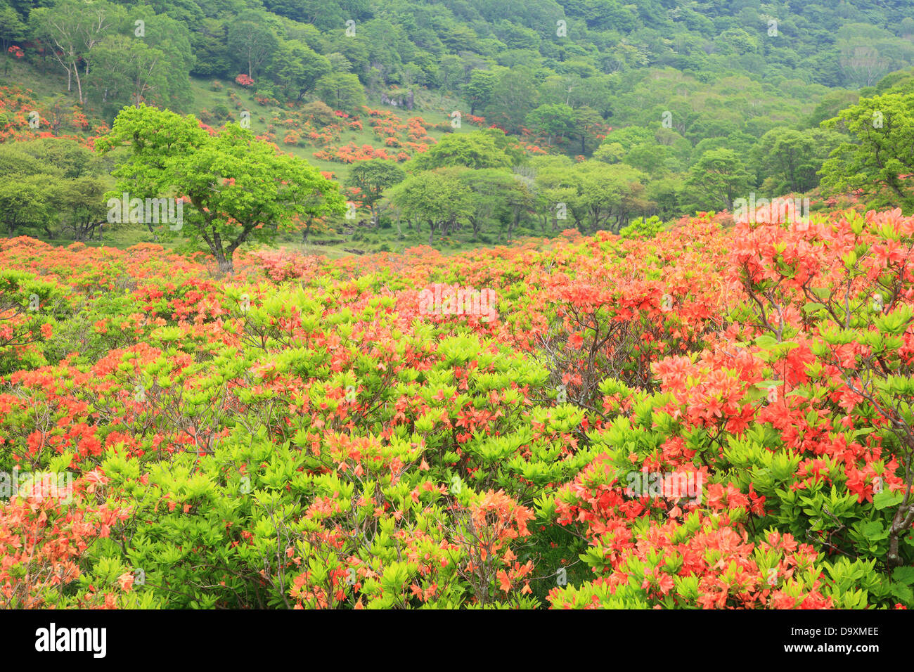 Japanese azalea of Mt. Akagi, Gunma, Japan Stock Photo - Alamy