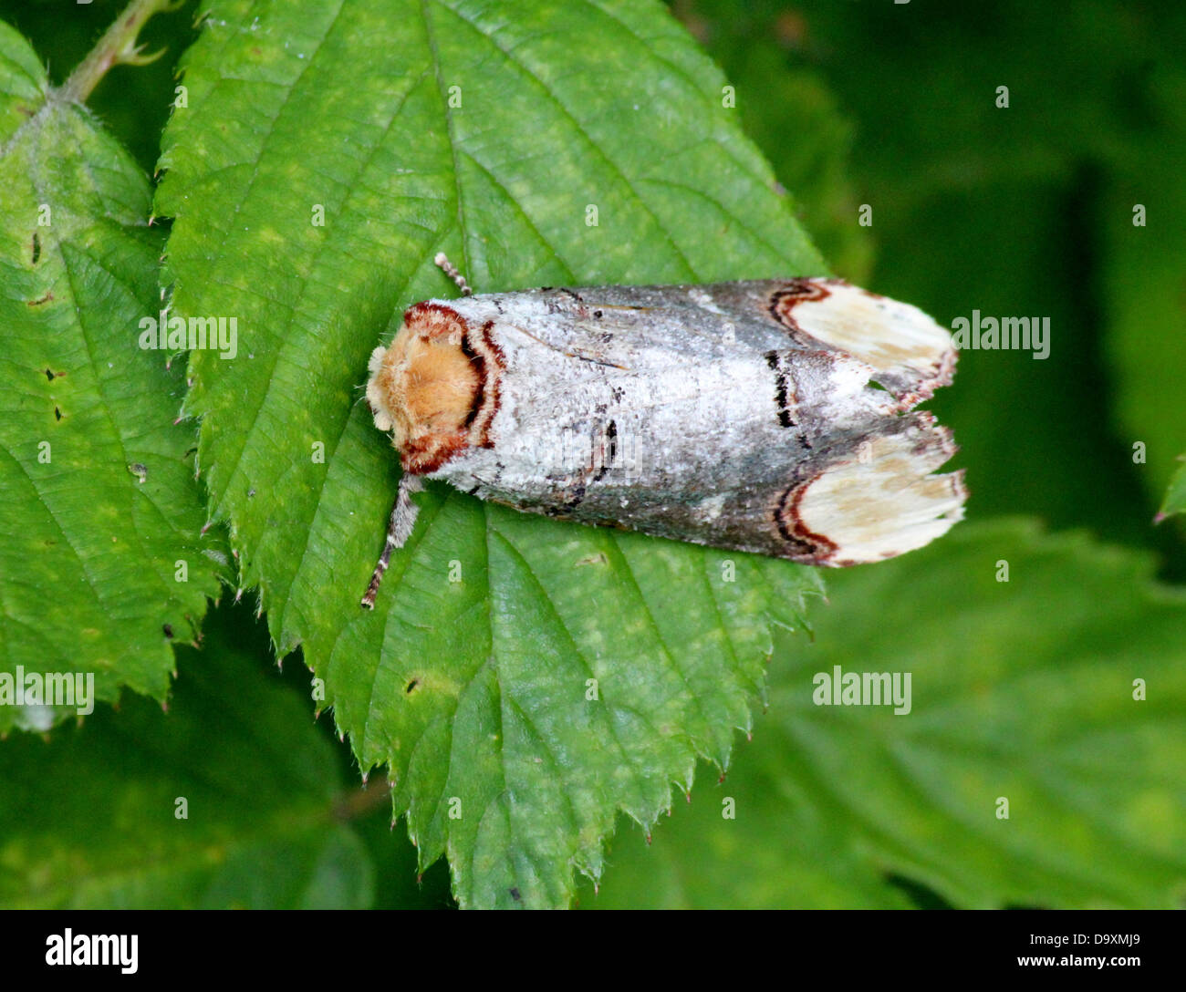 The very well camouflaged Buff-tip Moth (Phalera bucephala), resembling ...