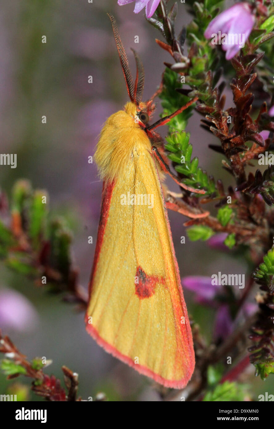 Borde de mariposa hi-res stock photography and images - Alamy