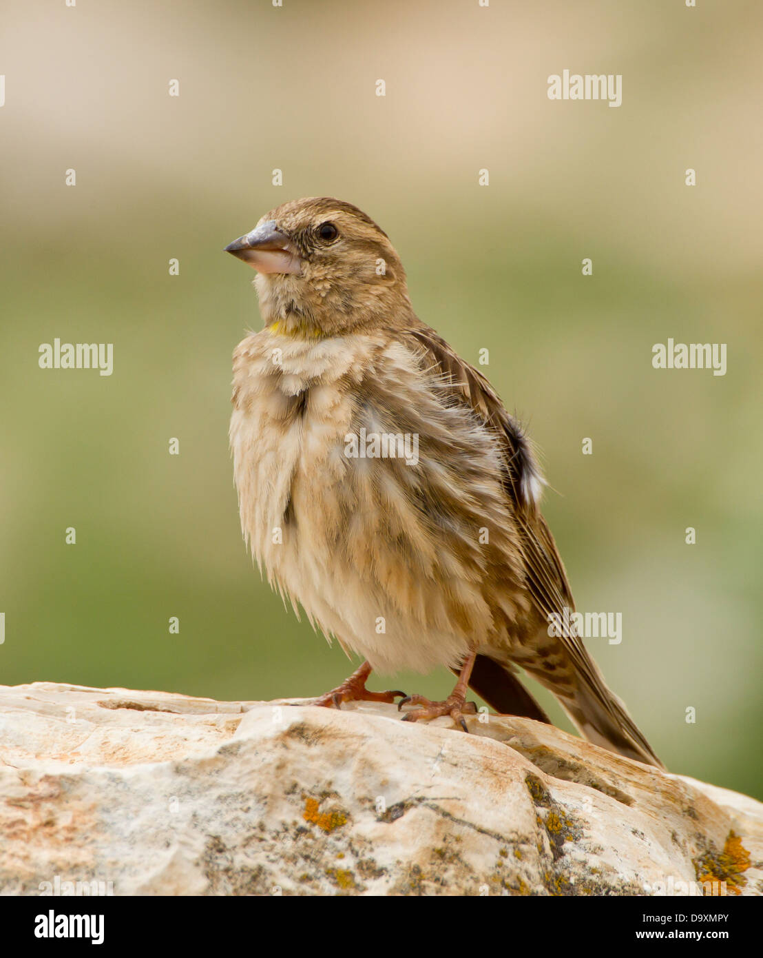 Rock Sparrow Petronia petronia perched on rock in southern turkey may ...