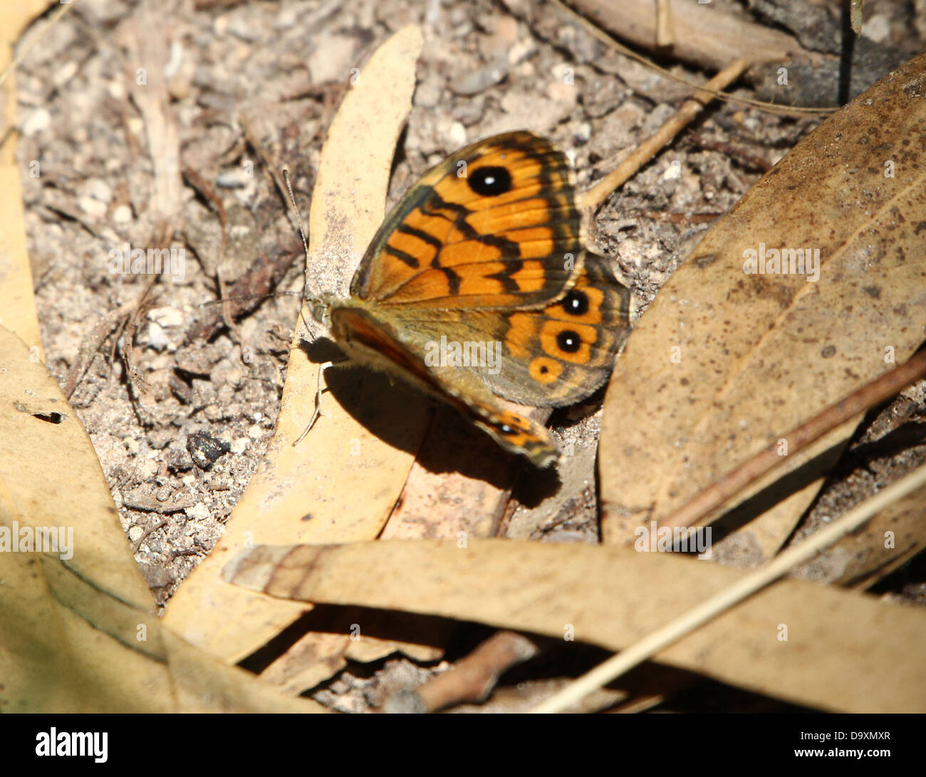 Wall Brown Butterfly ( Lasiommata megera) posing on the ground with ...