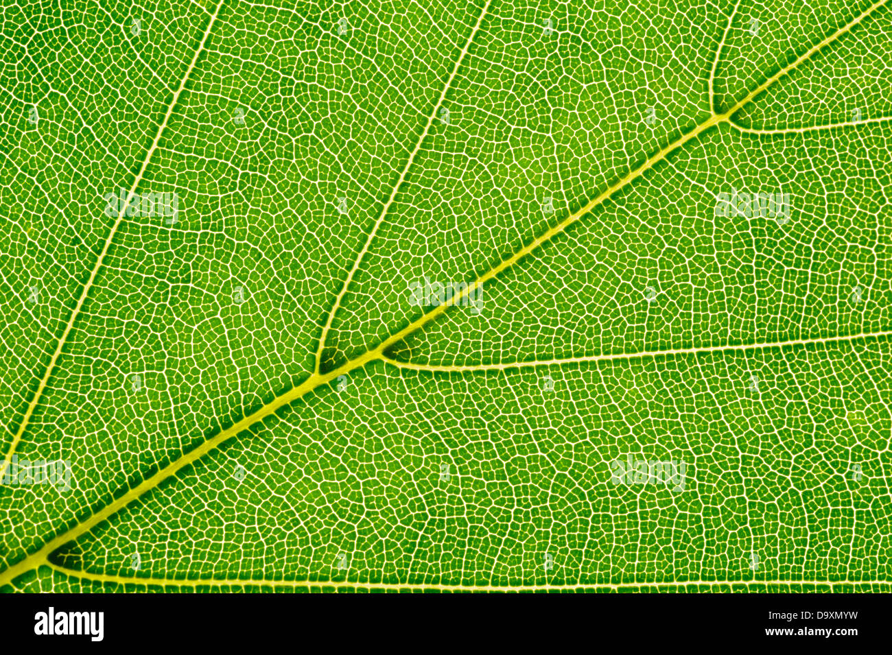 Beech tree leaves isolated hi-res stock photography and images - Alamy