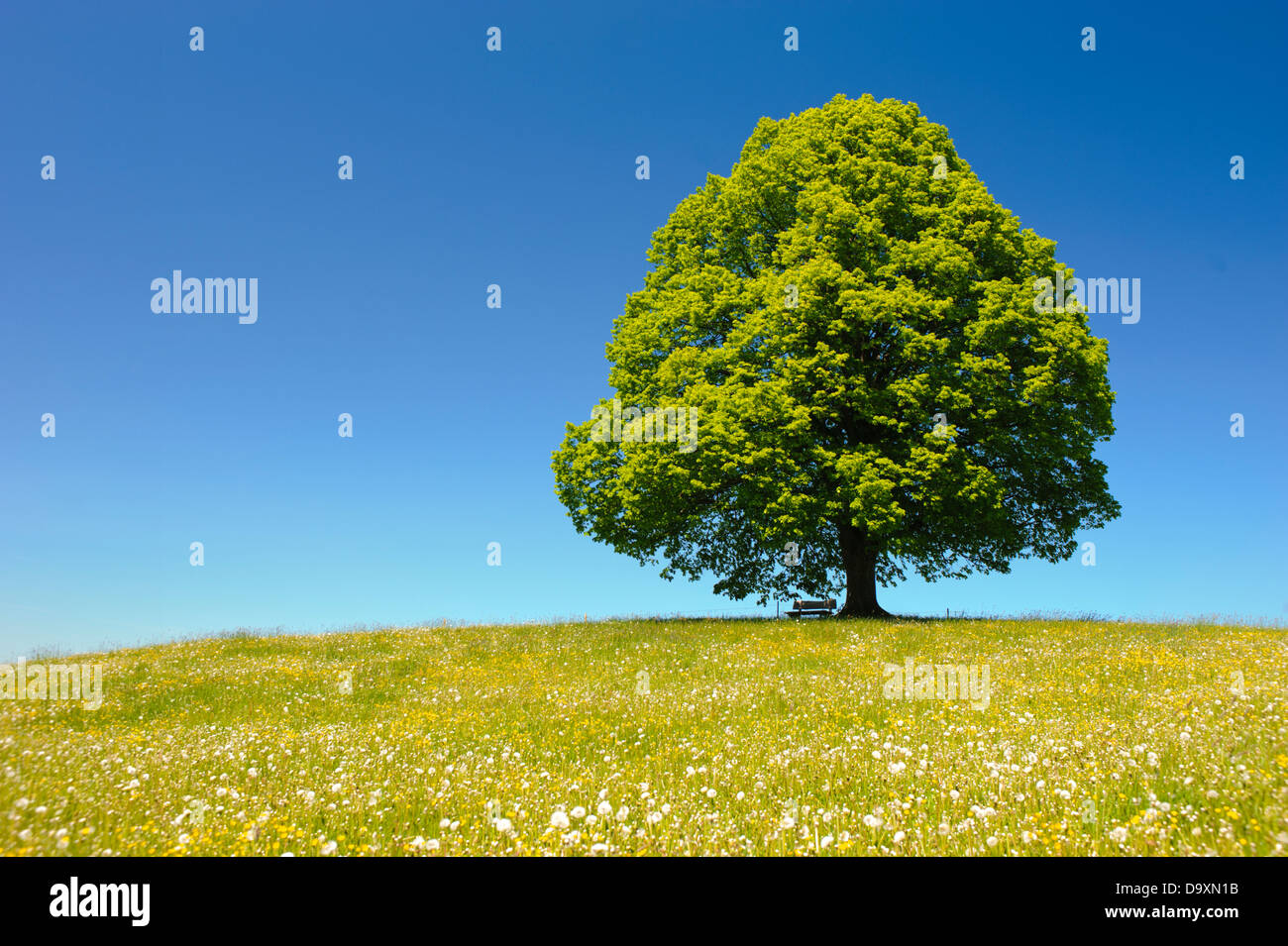 single big linden tree in meadow at spring Stock Photo - Alamy