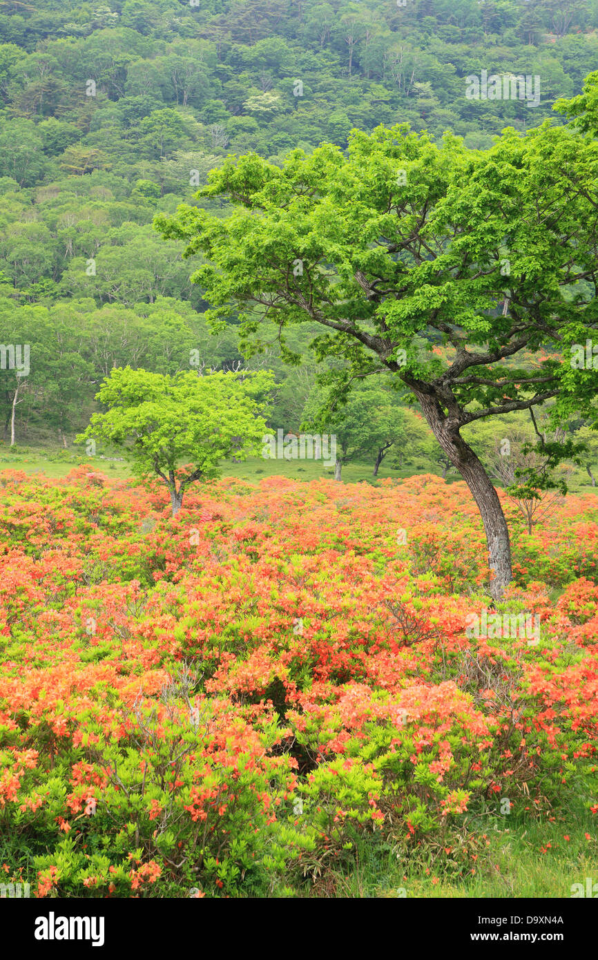 Japanese azalea of Mt. Akagi, Gunma, Japan Stock Photo - Alamy