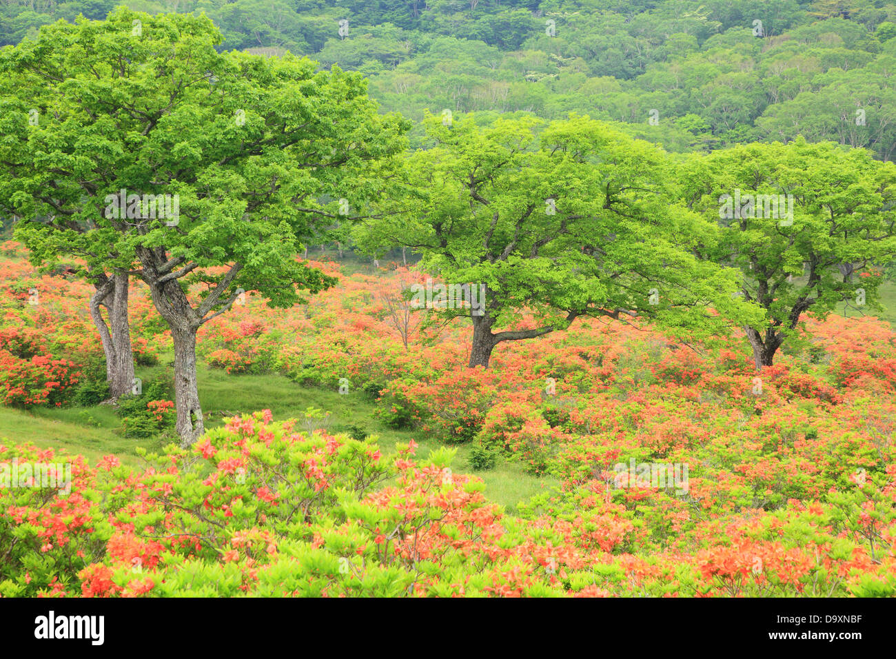 Japanese azalea of Mt. Akagi, Gunma, Japan Stock Photo - Alamy