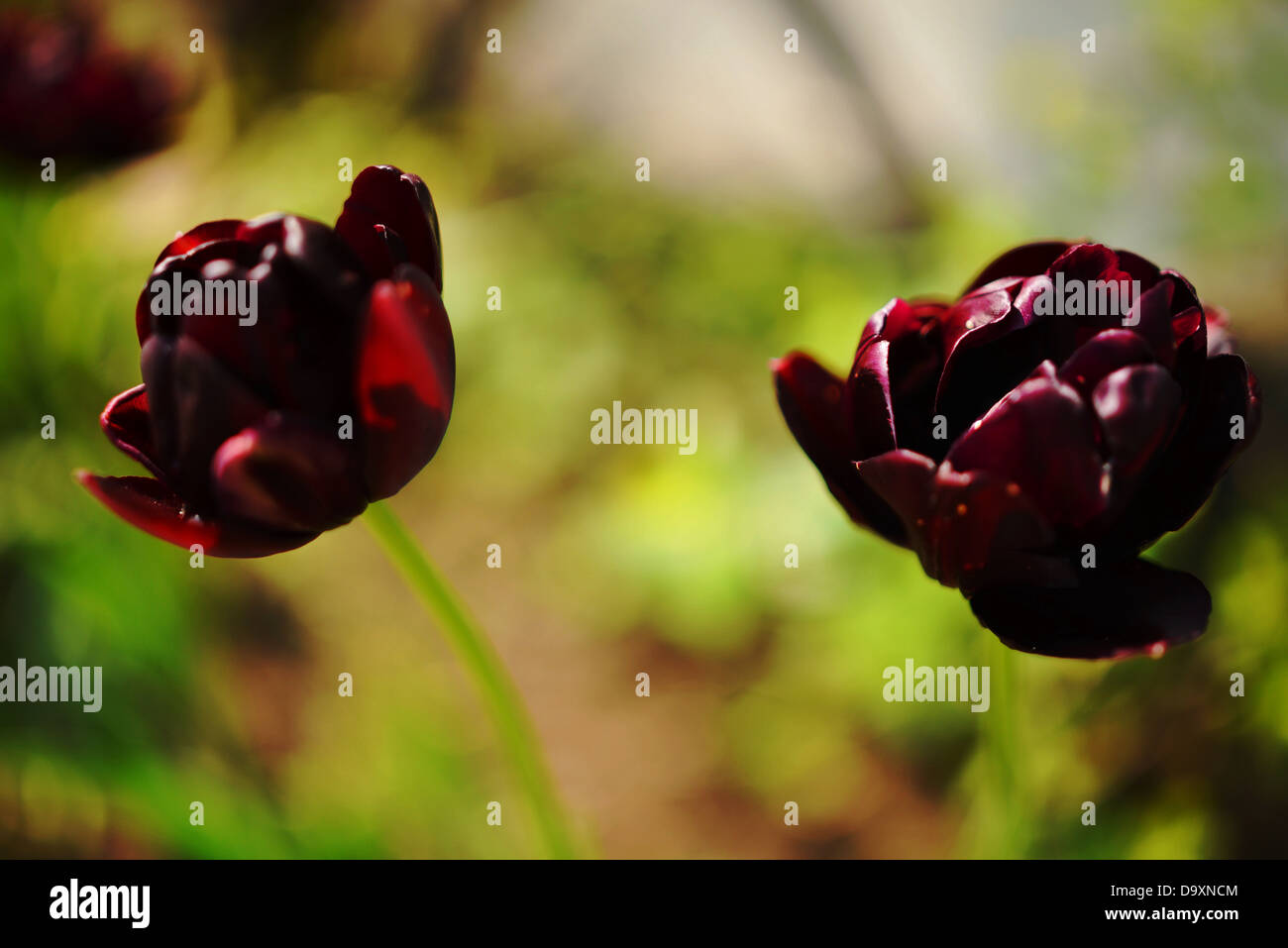 Wonderful and beautiful, unique black roses in the park Stock Photo - Alamy
