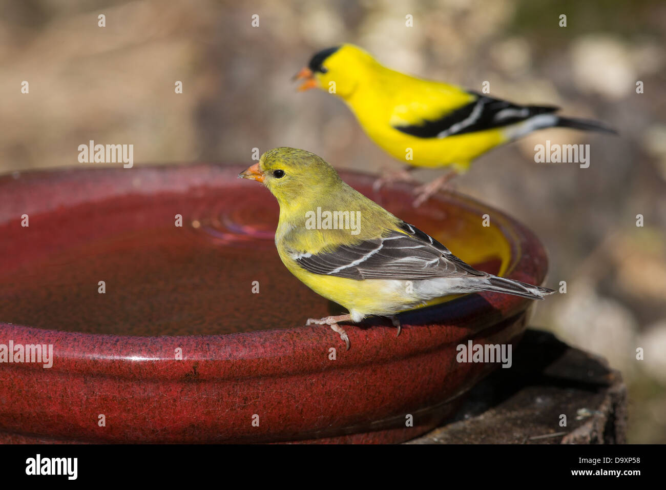 Two american goldfinches hi-res stock photography and images - Alamy