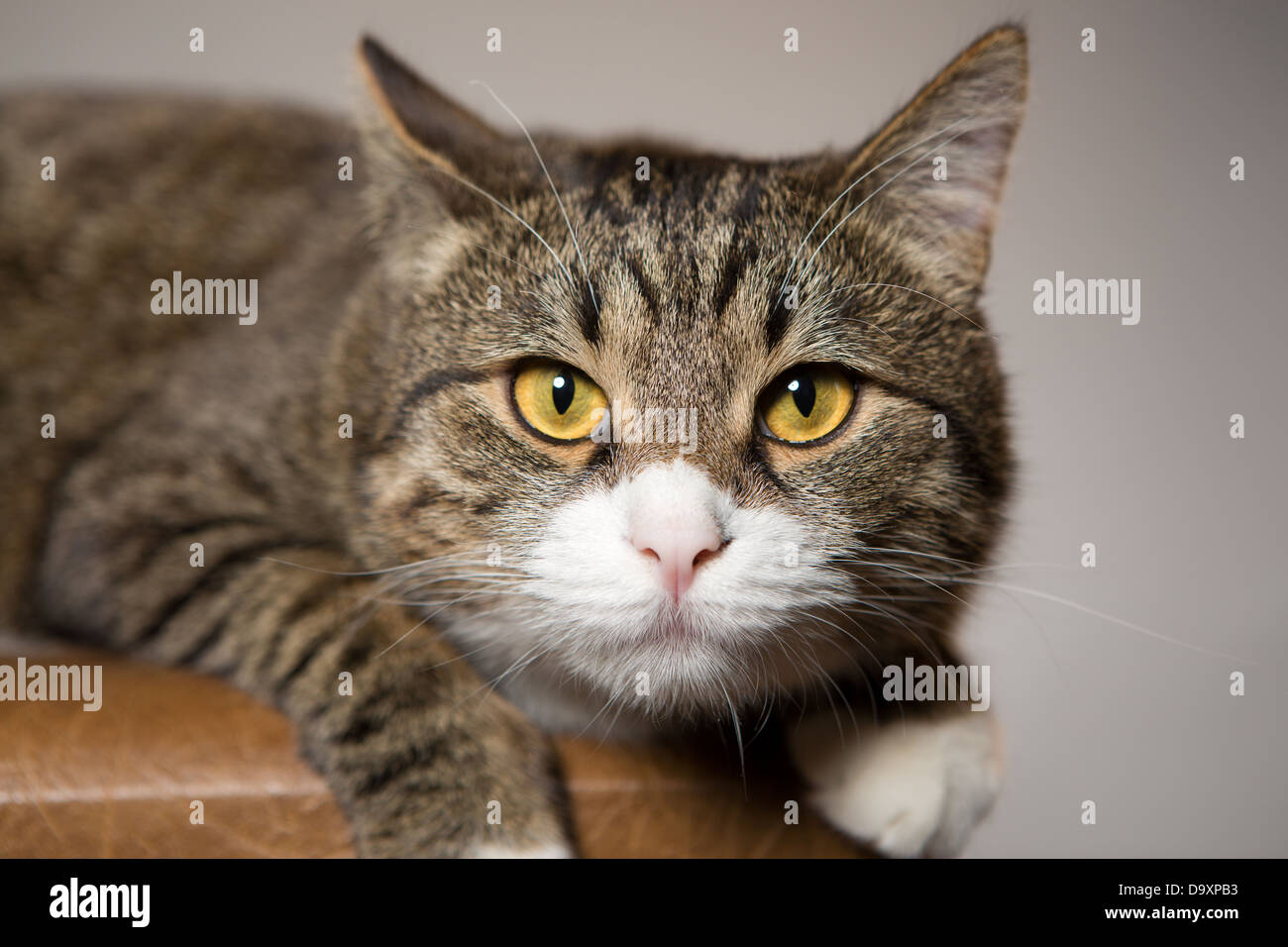 Large striped cat stares into the lens Stock Photo - Alamy