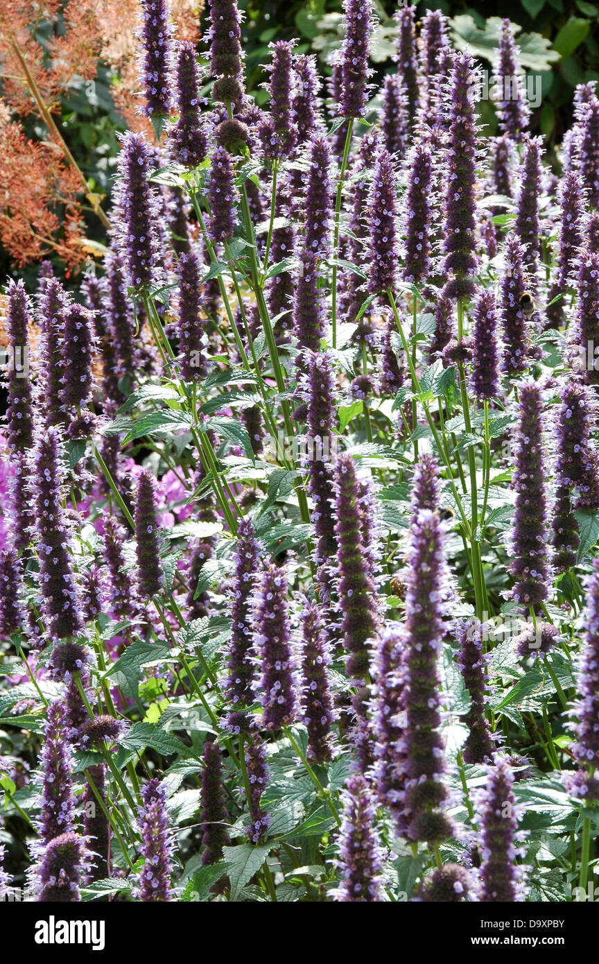 Agastache Black Adder with upright flower spikes at front of perennial ...