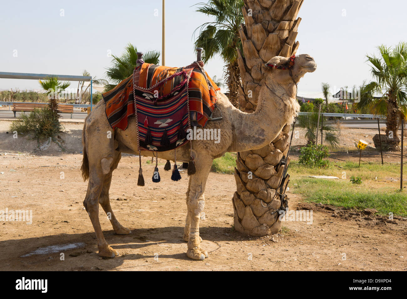 Red camel hi-res stock photography and images - Alamy