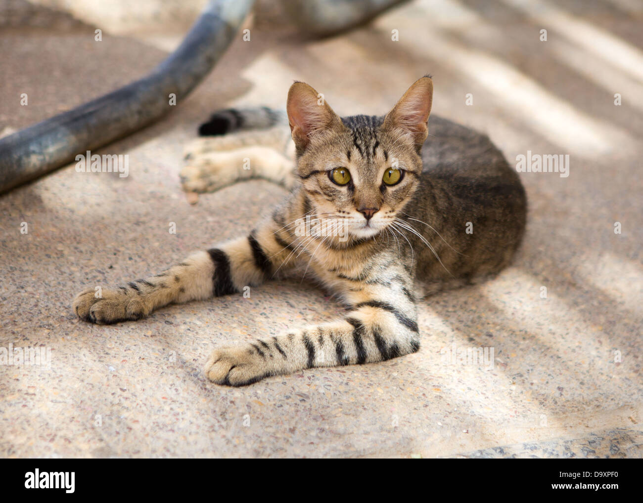 Young tabby cat hi-res stock photography and images - Alamy