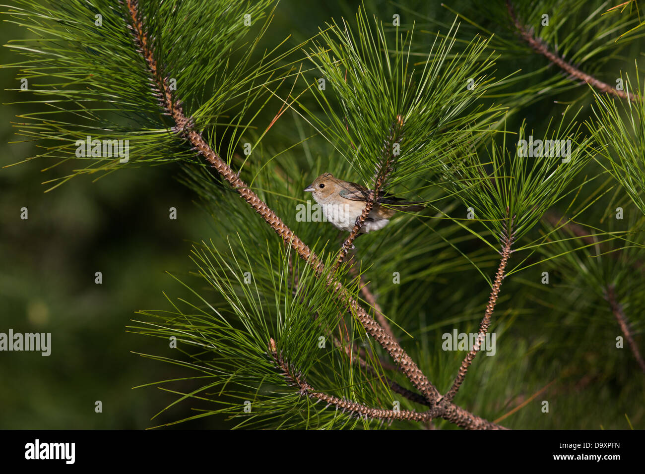Female indigo bunting hi-res stock photography and images - Alamy