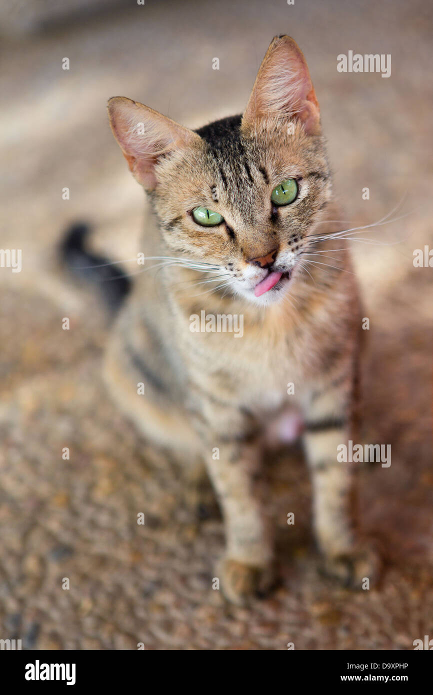 Wild, young, tabby cat with green eyes Stock Photo - Alamy