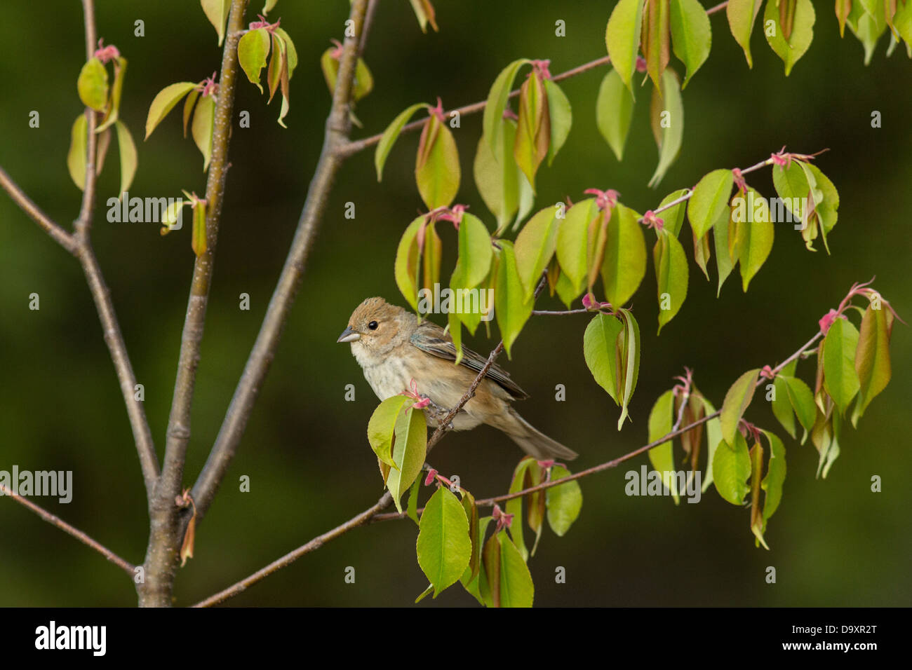 Female indigo bunting hi-res stock photography and images - Alamy
