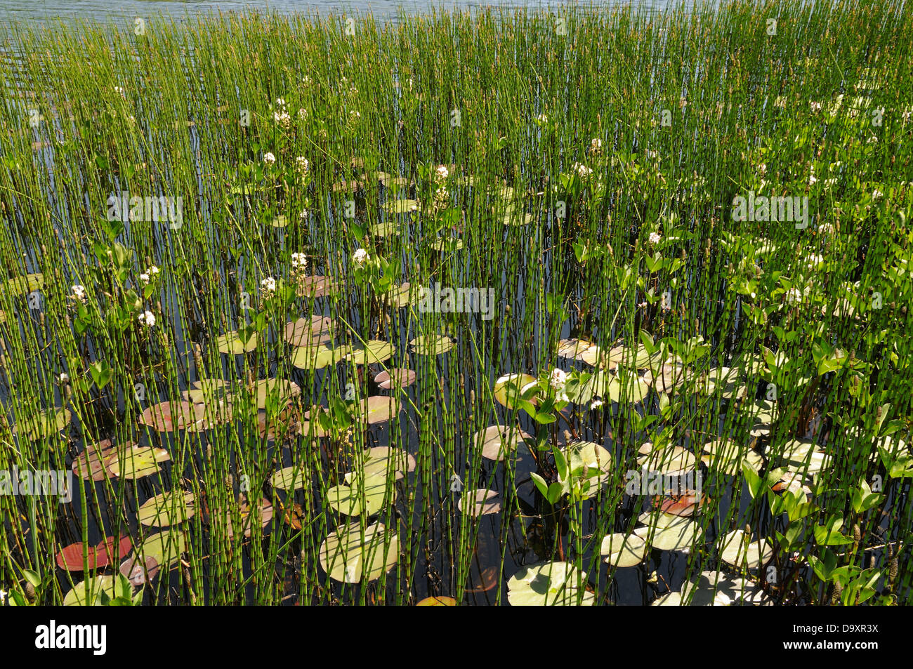 Lily pads and mares tail on Llyn Tecwyn Isaf Llandecwyn Snowdonia ...