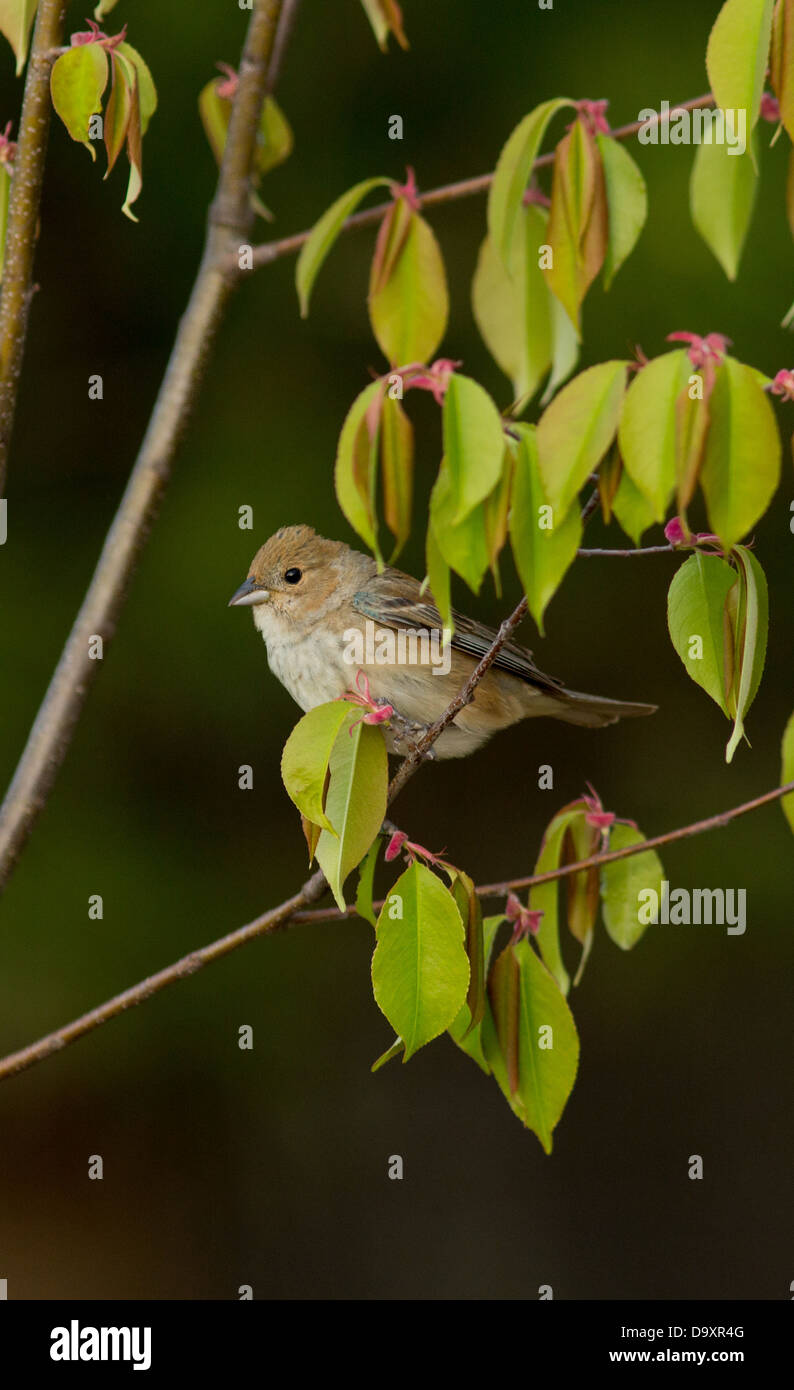 Female indigo bunting hi-res stock photography and images - Alamy