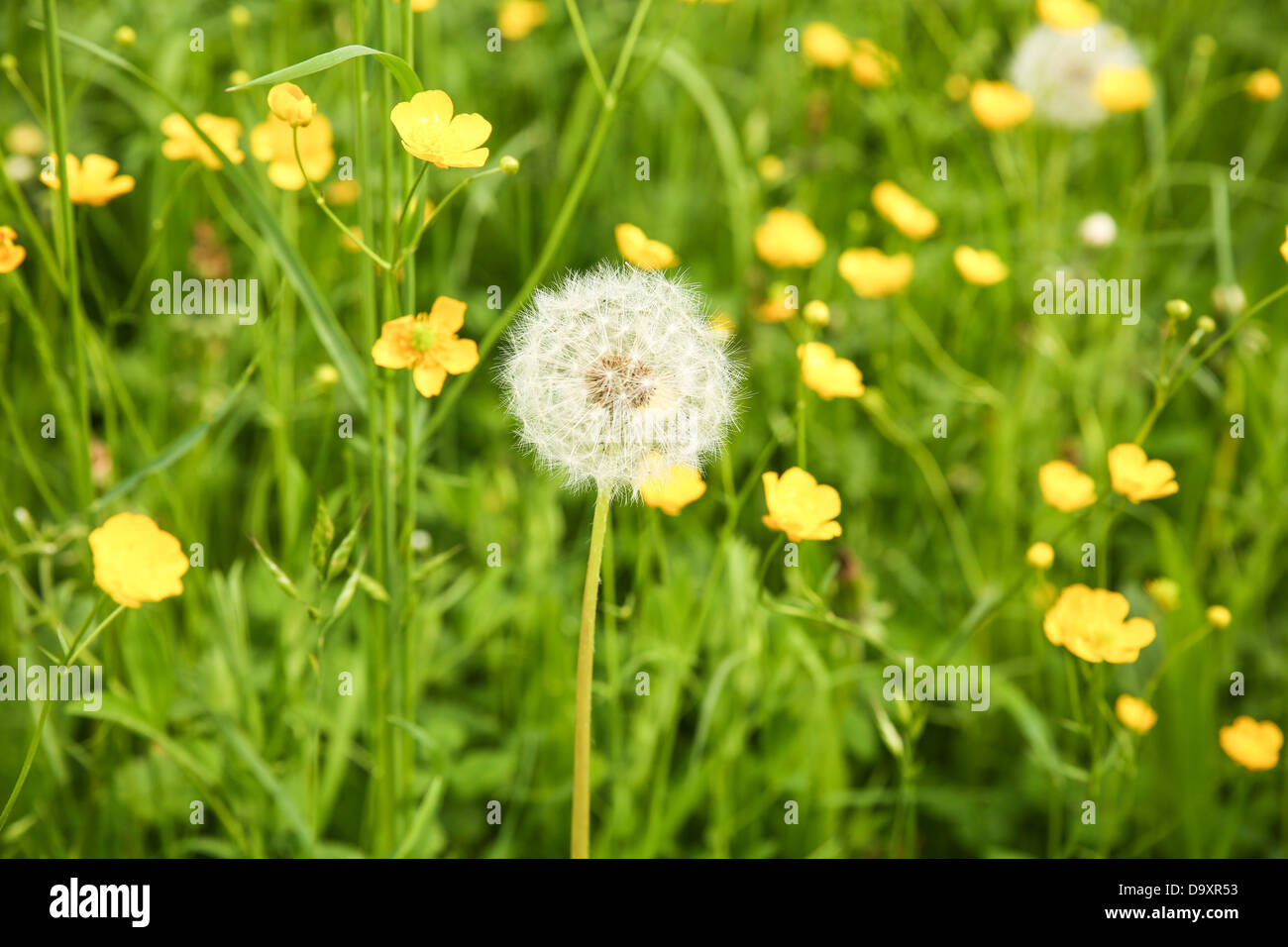 A spring meadow background with a Dandelion flower Stock Photo - Alamy
