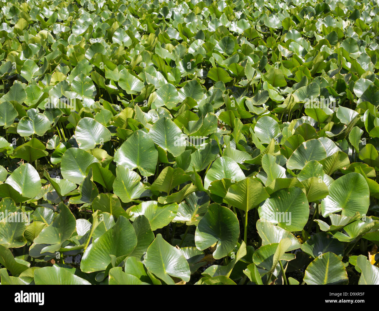 Nuphar luteum hi-res stock photography and images - Alamy