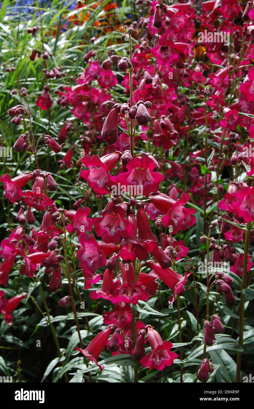 Deep red herbaceous perennial - Penstemon Port Wine Stock Photo - Alamy
