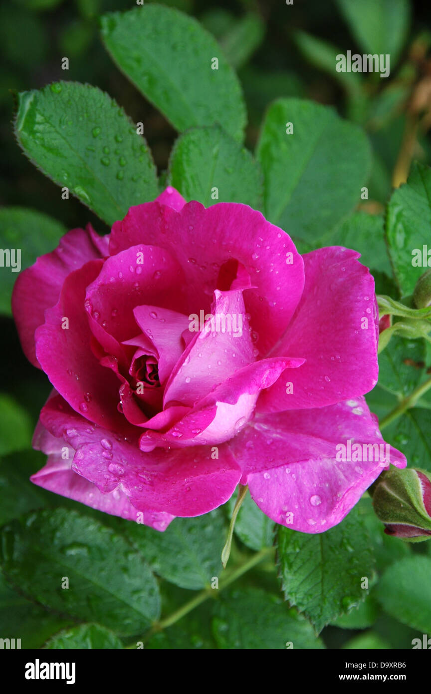 Rosa Wild Edric Austeage - Summer flowering old fashioned rose Stock ...