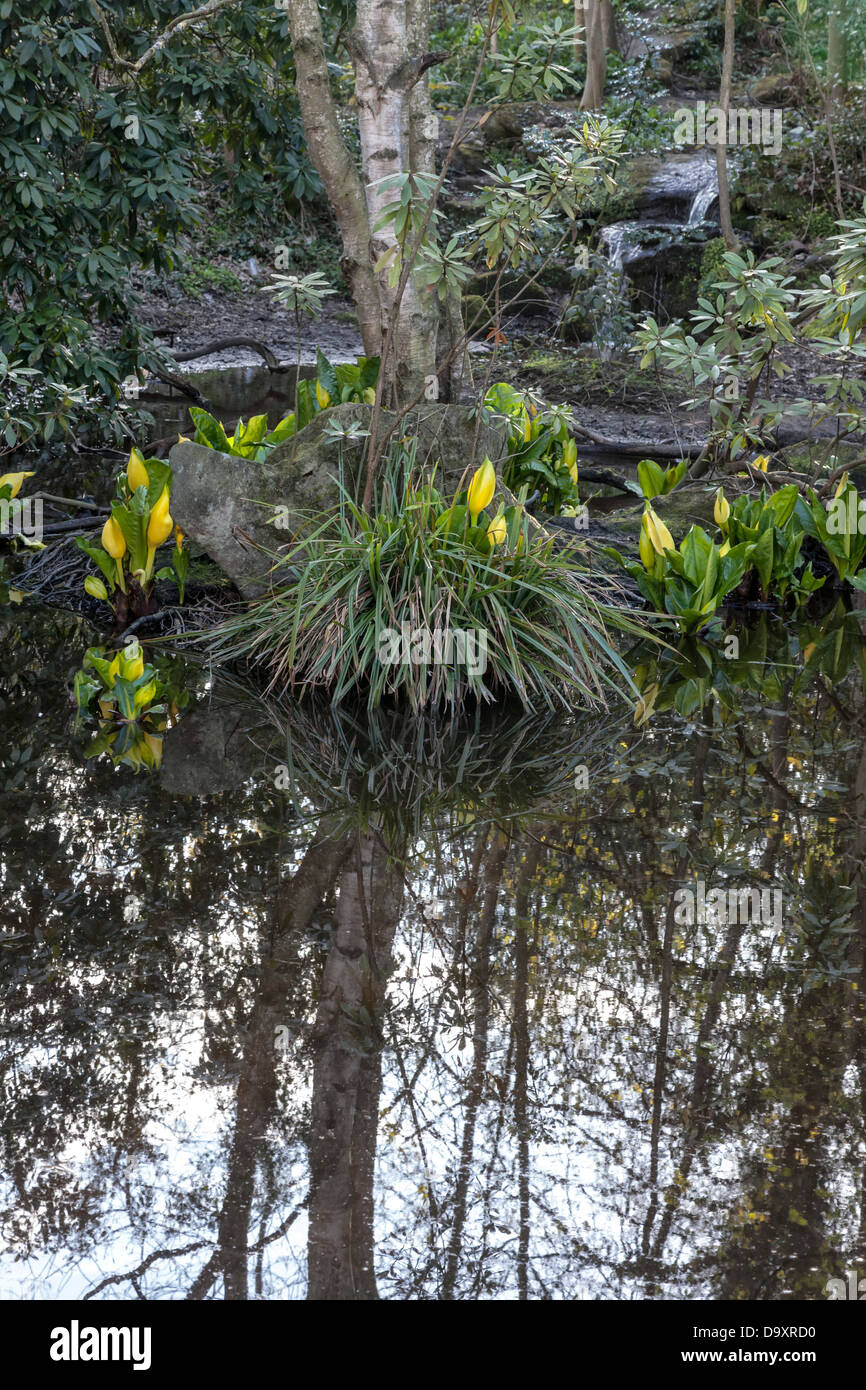 Stink cabbage hi-res stock photography and images - Alamy