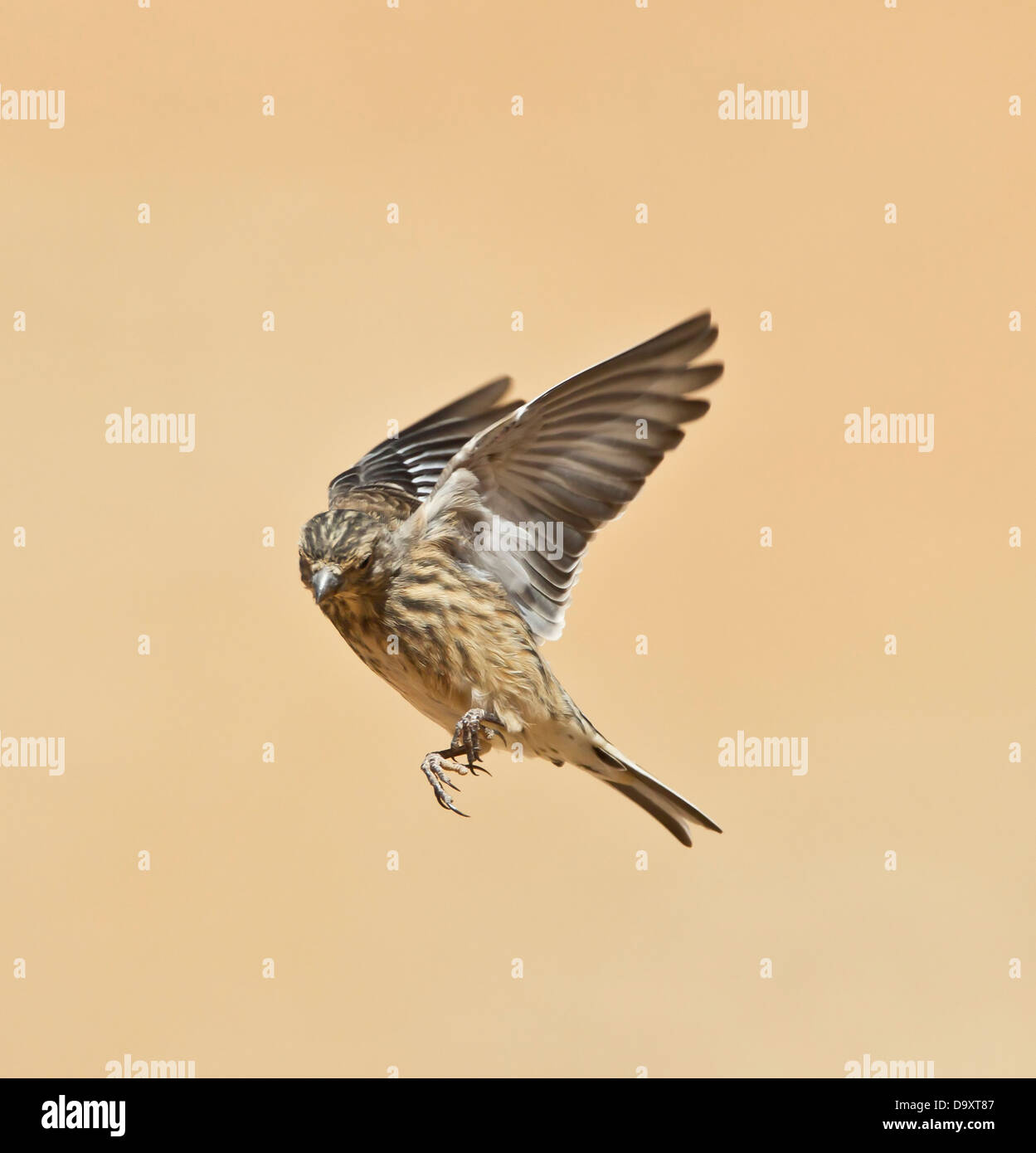 Linnet carduelis cannabina in flight hi-res stock photography and ...