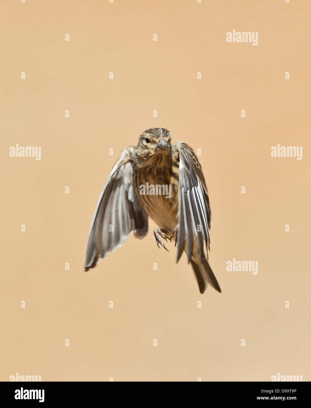 Linnet carduelis cannabina in flight hi-res stock photography and ...