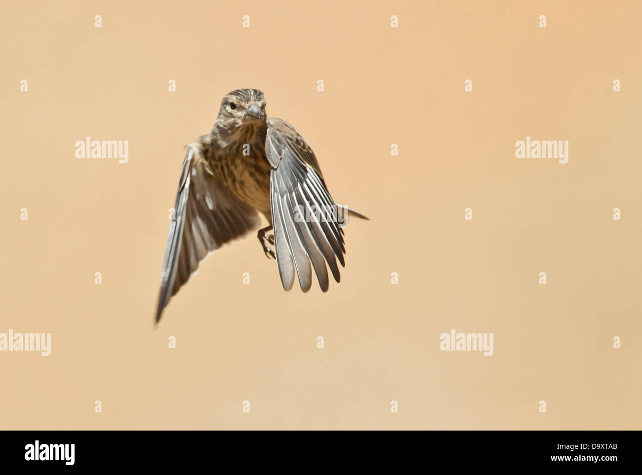 Linnet Carduelis cannabina in flight Stock Photo - Alamy