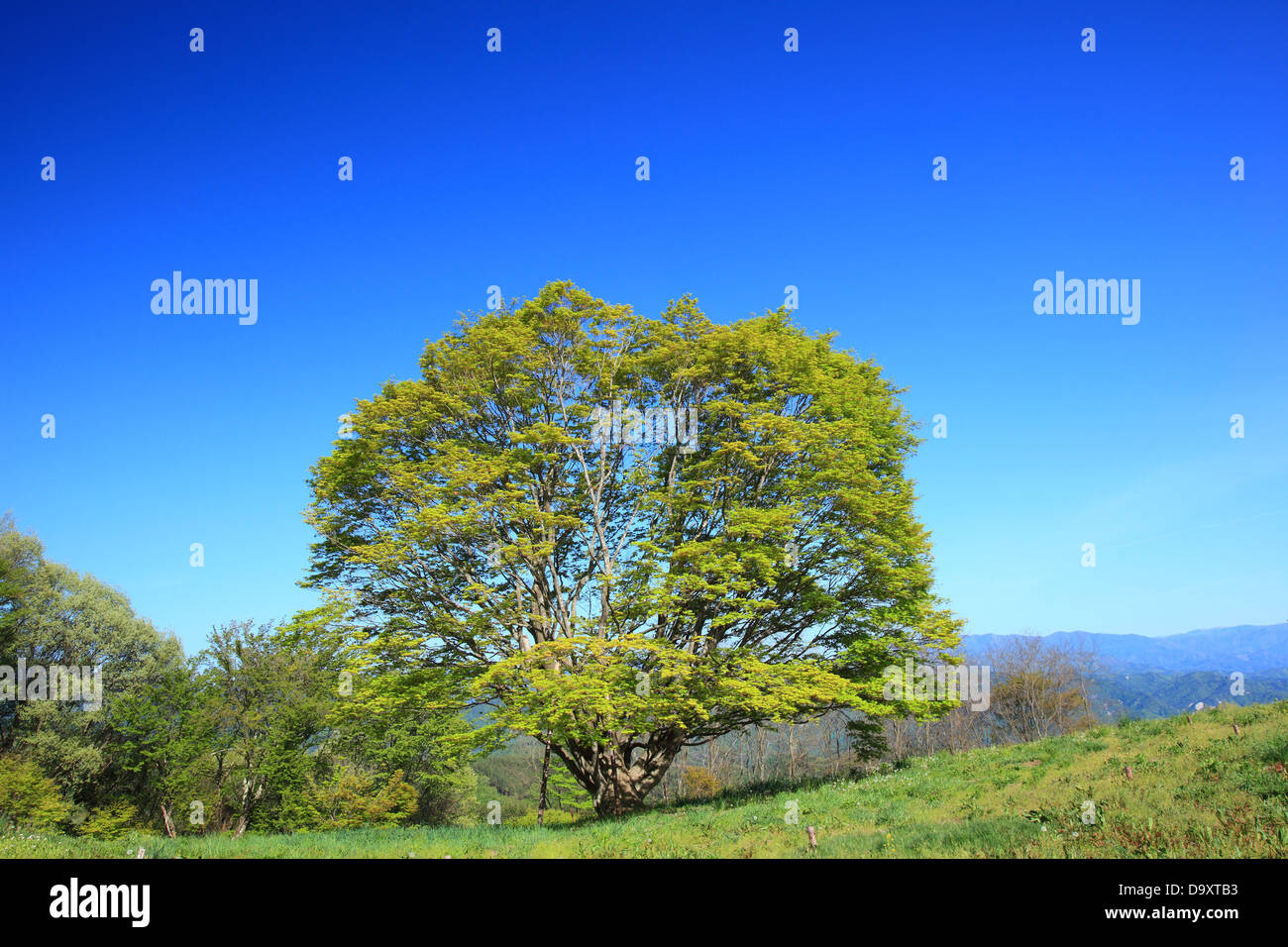 Maple tree and blue sky in early summer Stock Photo - Alamy