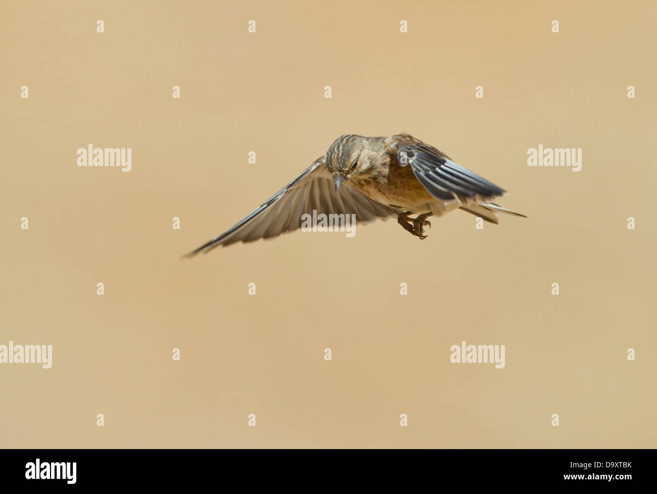 Linnet carduelis cannabina in flight hi-res stock photography and ...