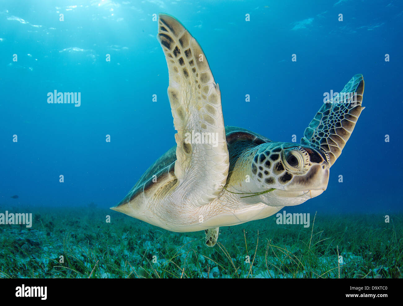 Green turtle sea grass hi-res stock photography and images - Alamy