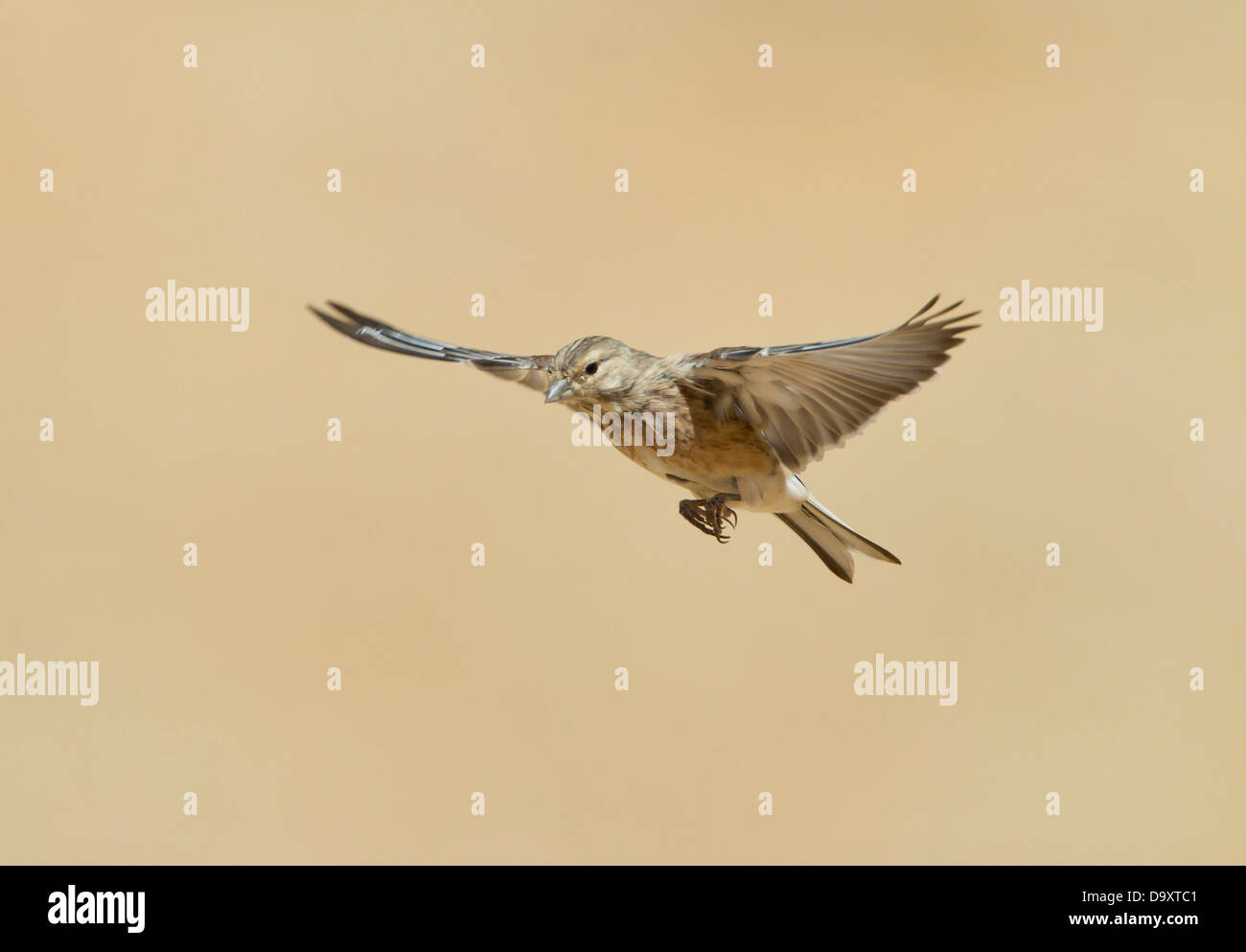Linnet carduelis cannabina in flight hi-res stock photography and ...