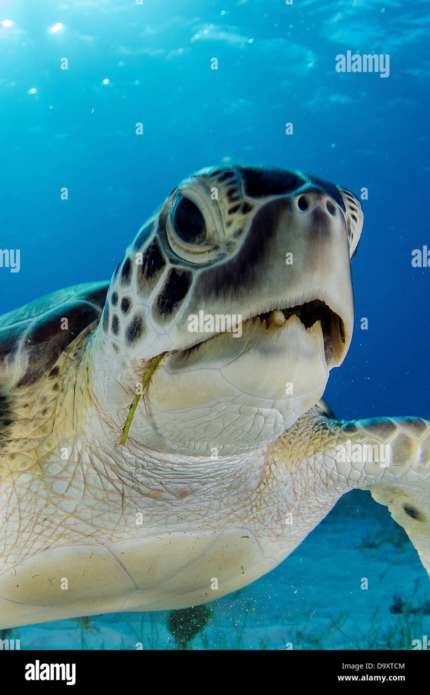 green turtle portrait feeding on sea grass in Cancun waters, Caribbean ...