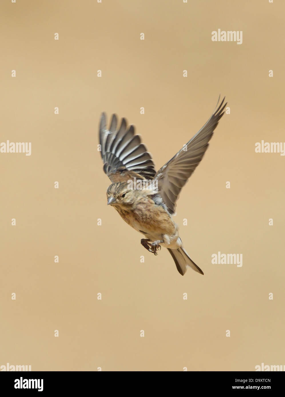 Linnet carduelis cannabina in flight hi-res stock photography and ...