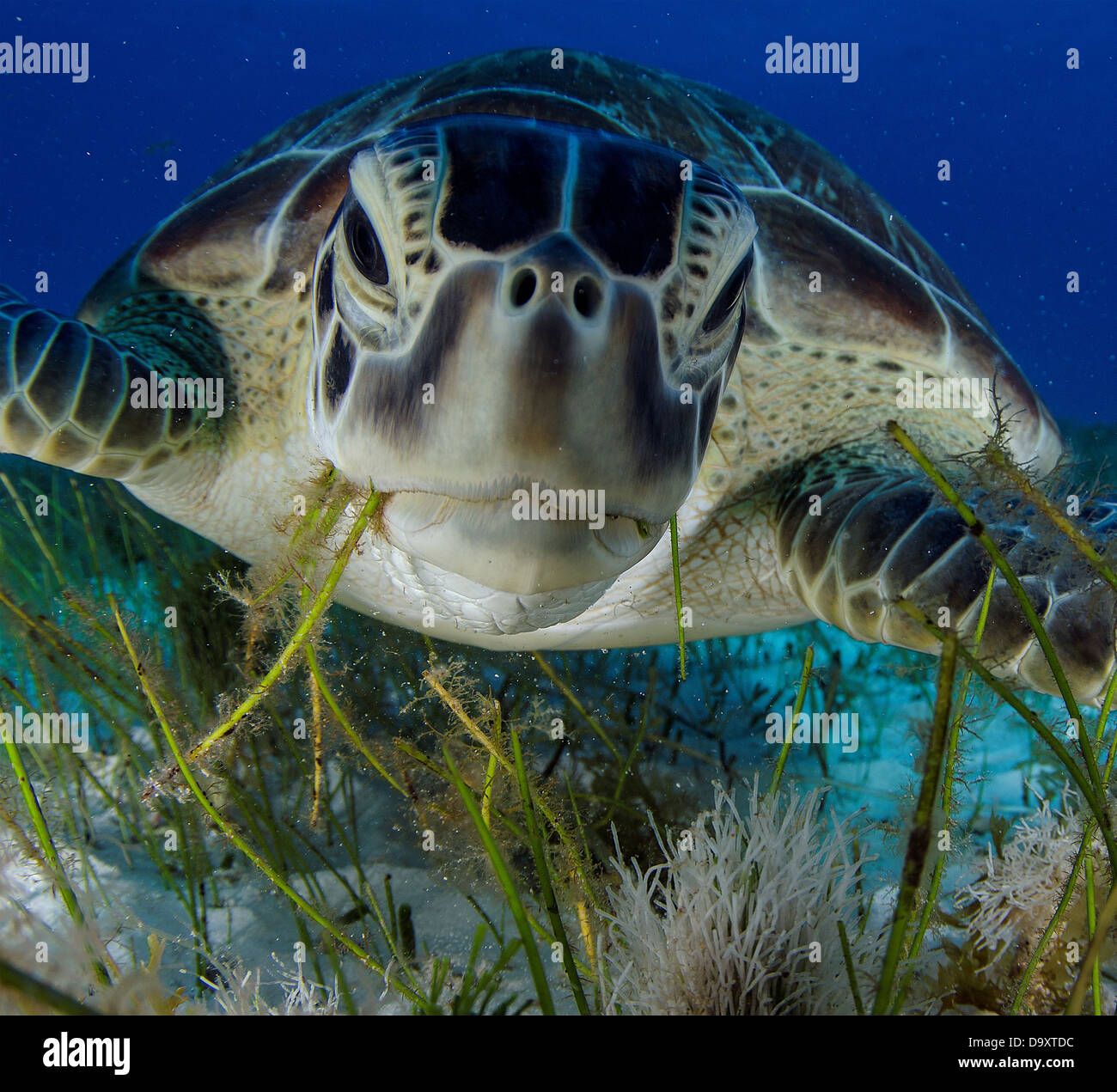 green turtle portrait feeding on sea grass in Cancun waters, Caribbean ...