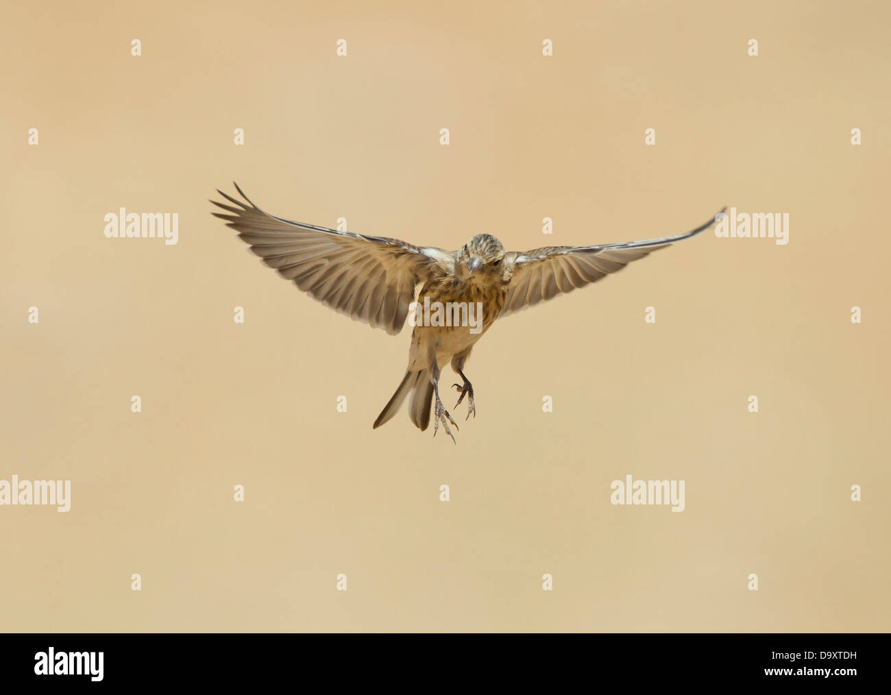 Linnet carduelis cannabina in flight hi-res stock photography and ...