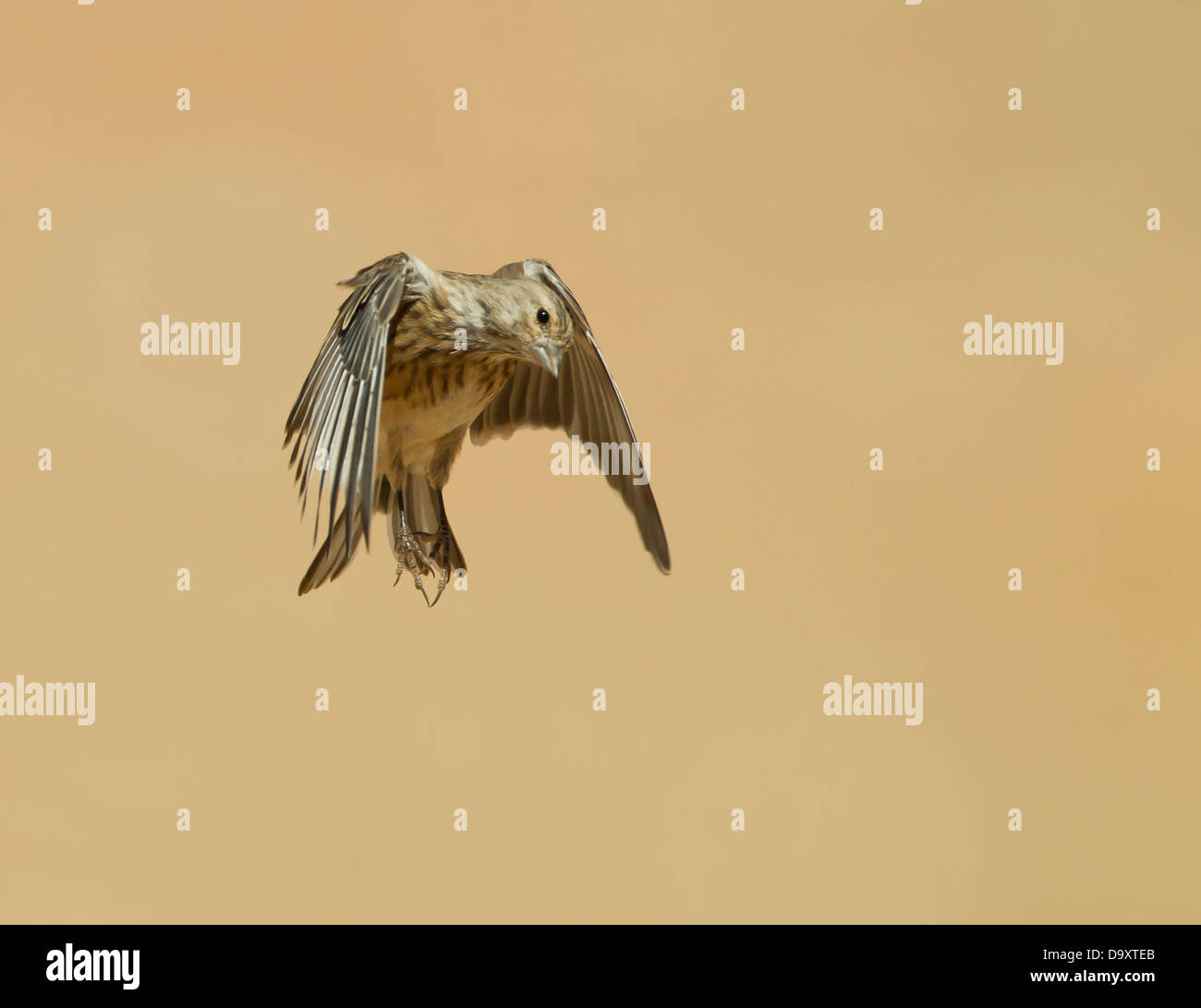 Wings linnet hi-res stock photography and images - Alamy