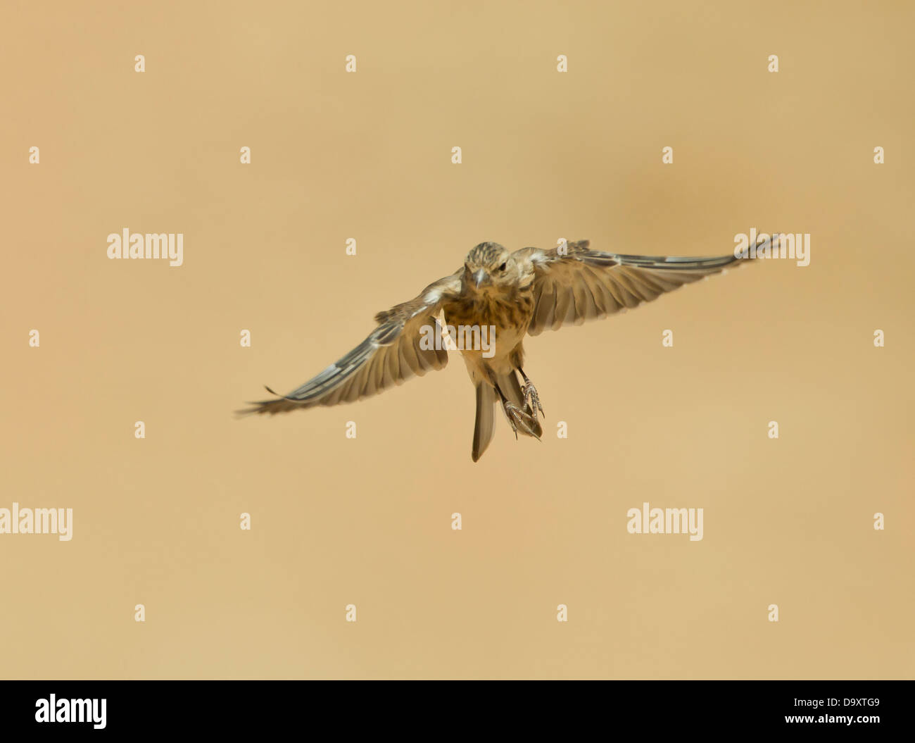 Linnet carduelis cannabina in flight hi-res stock photography and ...