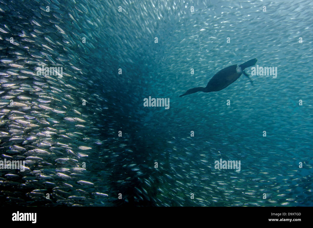 Cormorant hunting among a large group of sardines, Sea of Cortes, Baja ...