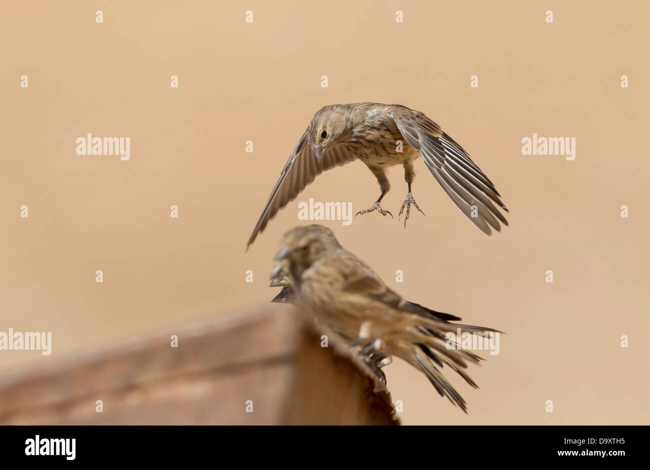 Juvenile linnet hi-res stock photography and images - Alamy