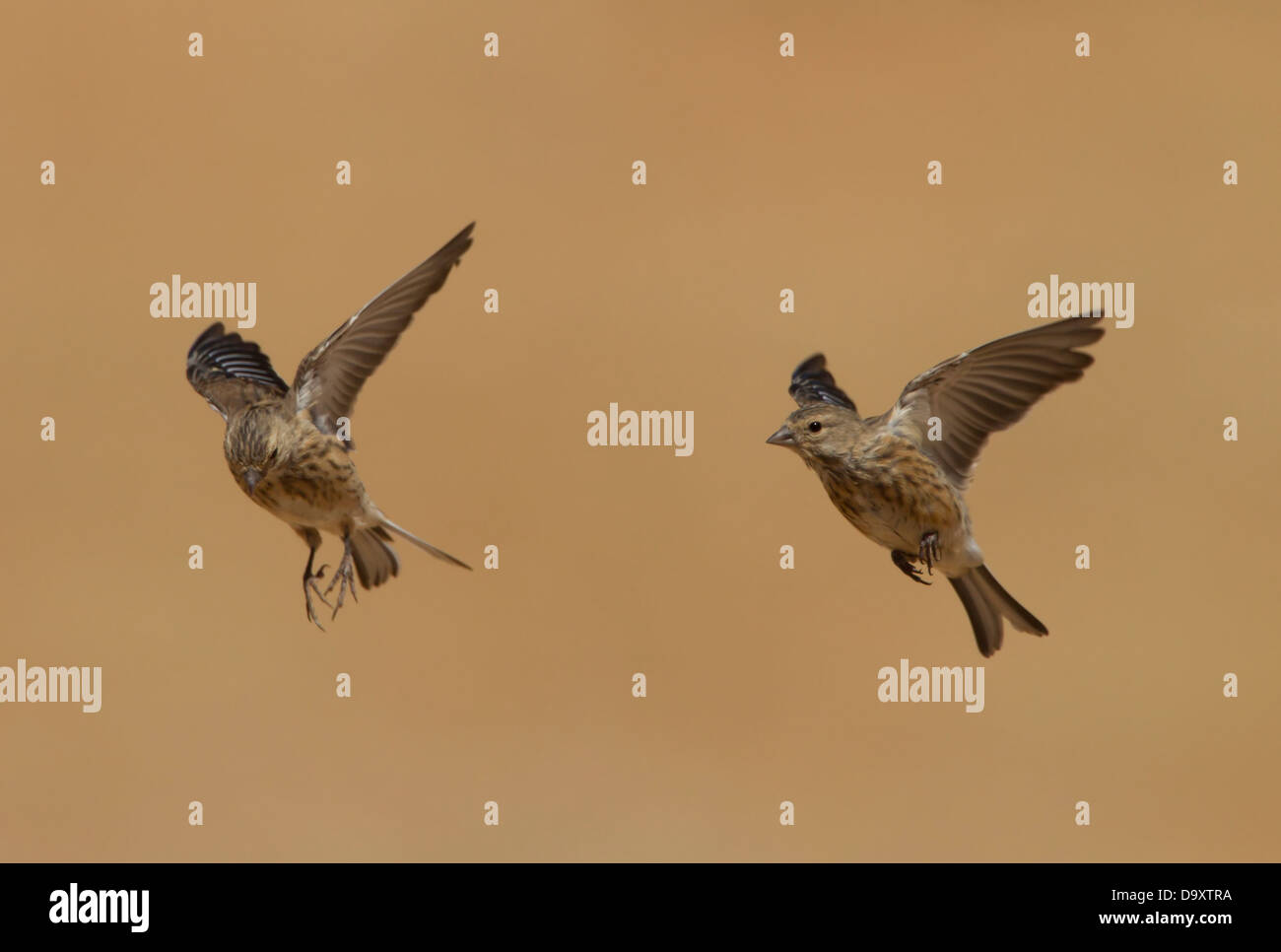 Linnets hi-res stock photography and images - Alamy
