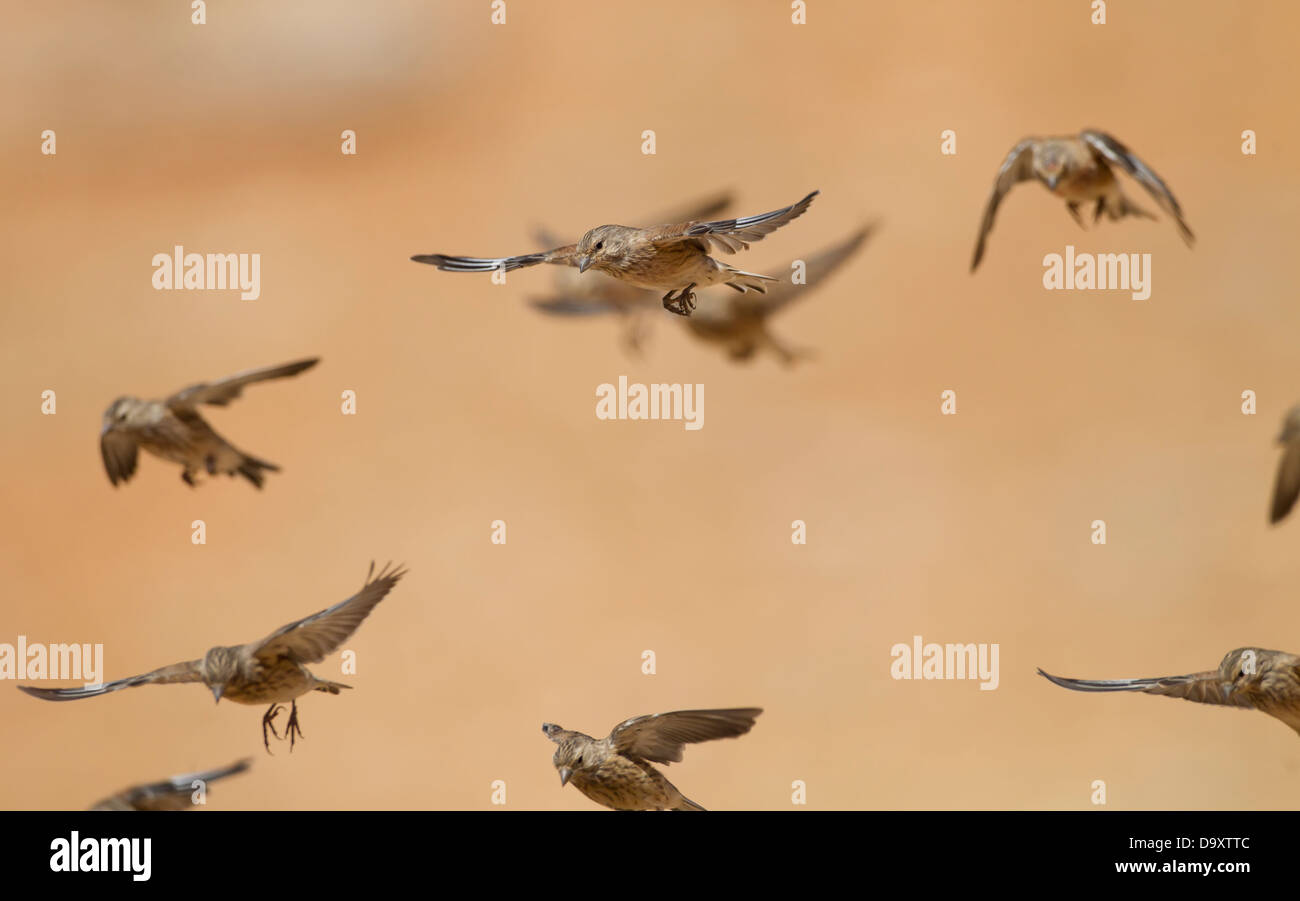 Linnets hi-res stock photography and images - Alamy