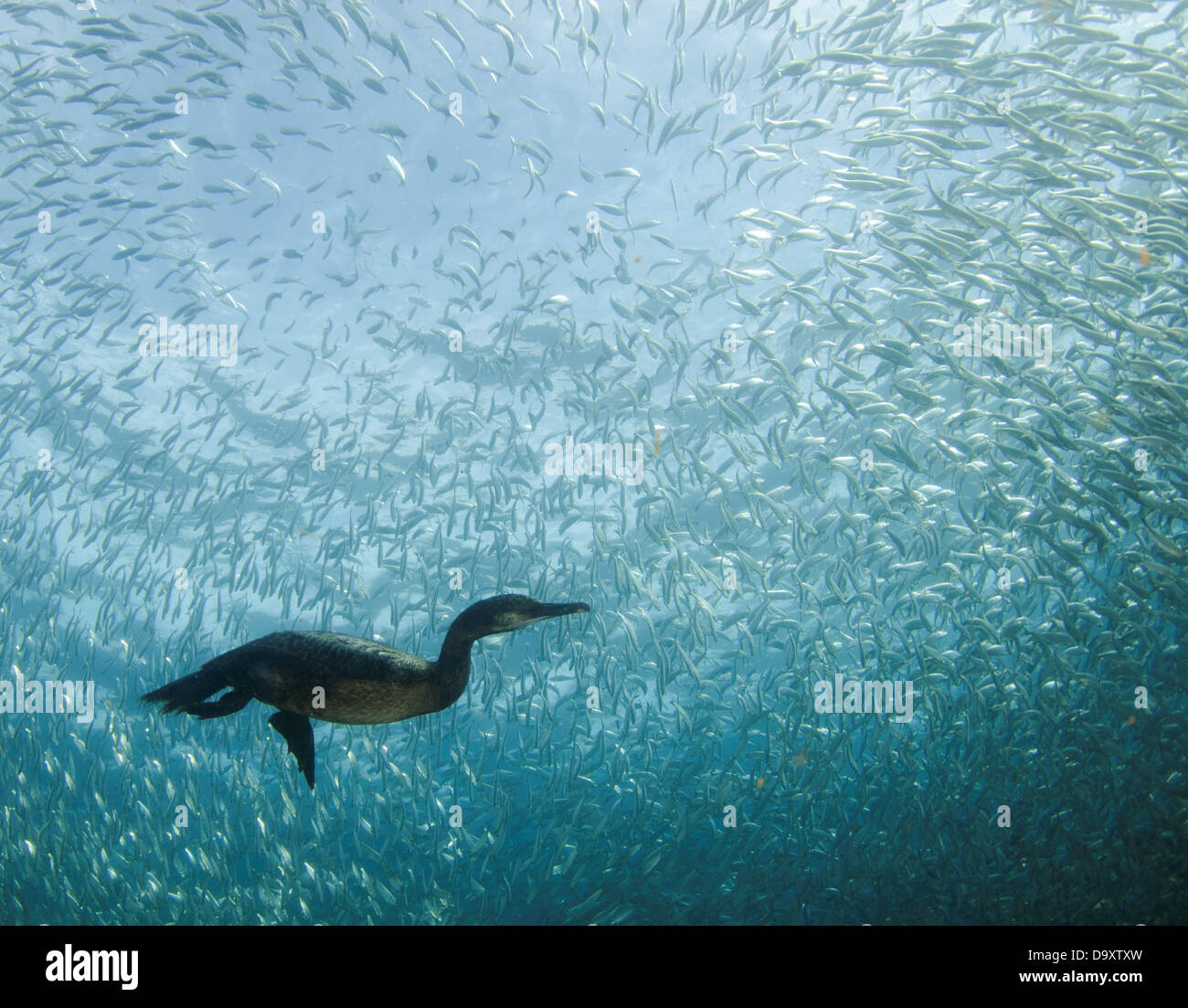 Cormorant hunting among a large group of sardines, Sea of Cortes, Baja ...