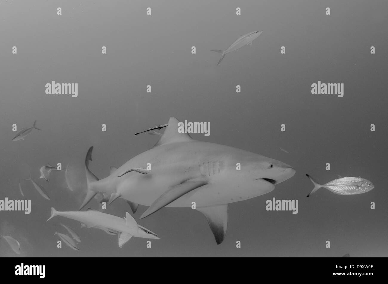 Mexico Yucatan Peninsula Quintana Roo Playa del Carmen Bull shark ...